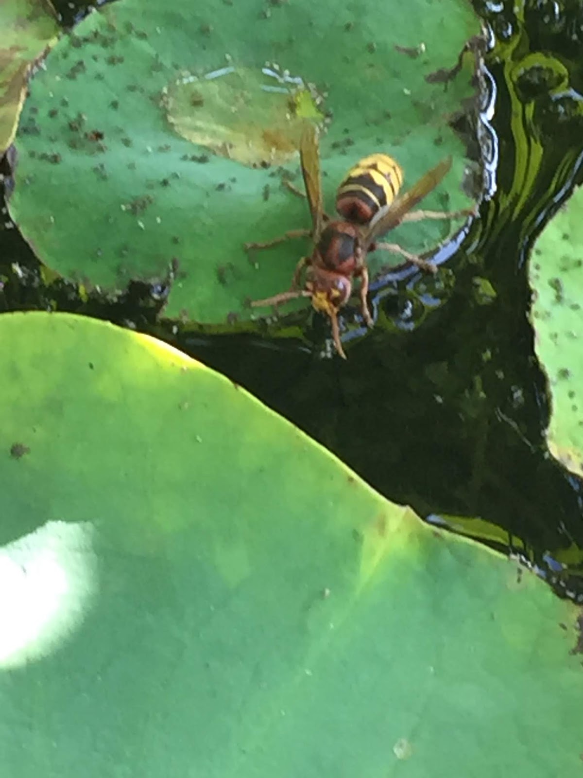 Les animaux du Sinange: Le frelon commun