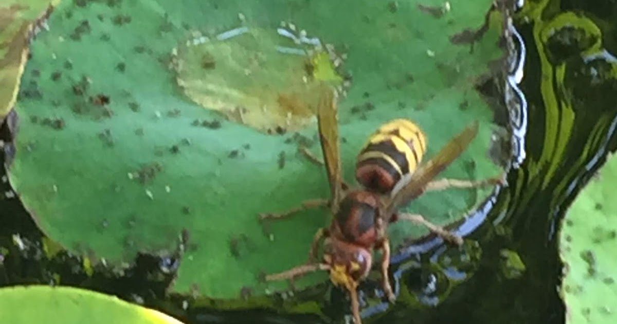 Les animaux du Sinange: Le frelon commun