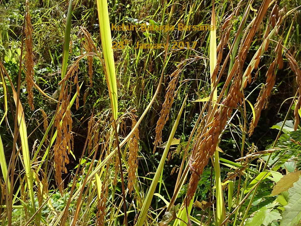 Kebun Bahagia Bersama: 2017 Tuai Padi
