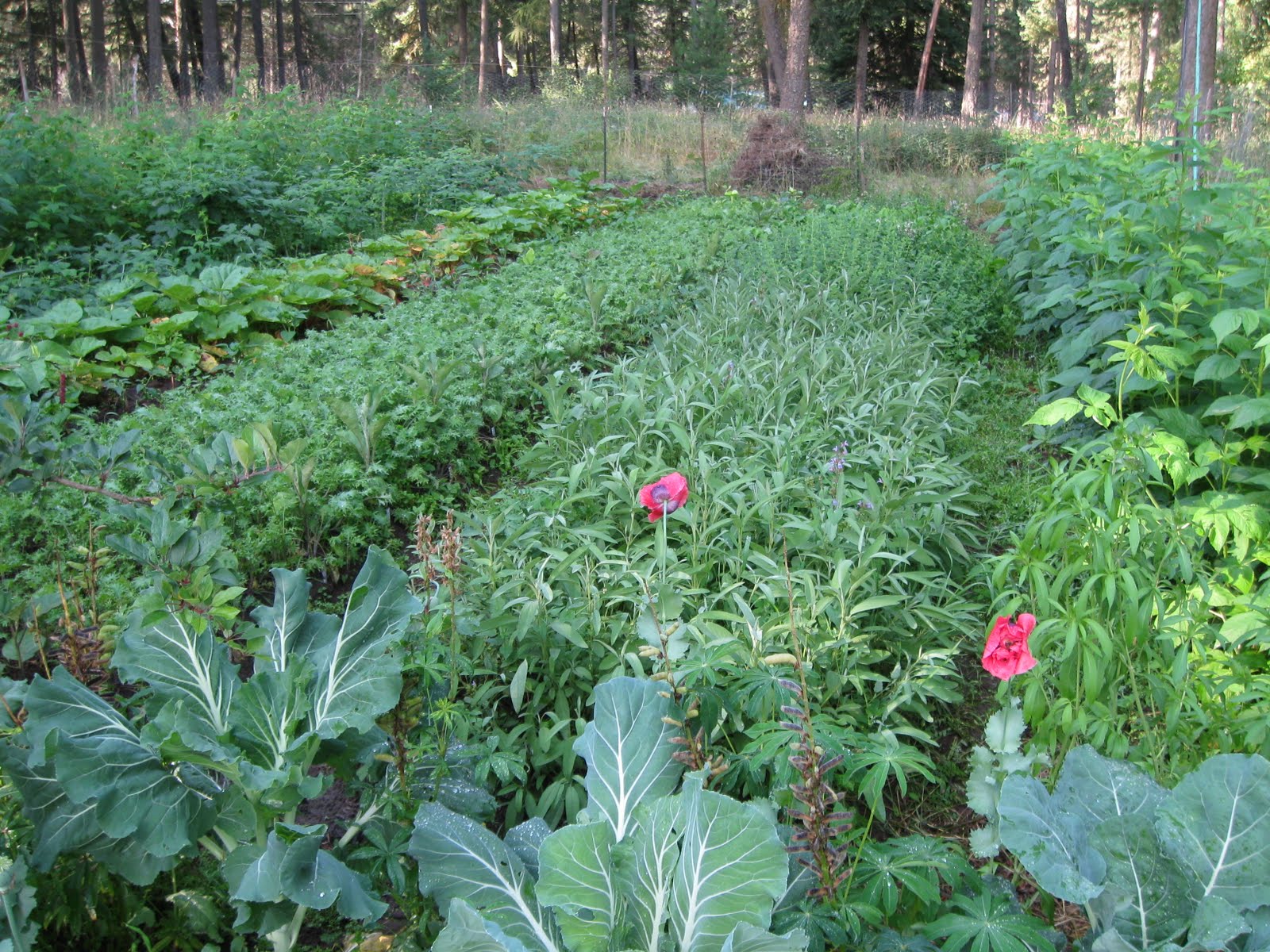 Our Subsistence Pattern: Goings-on