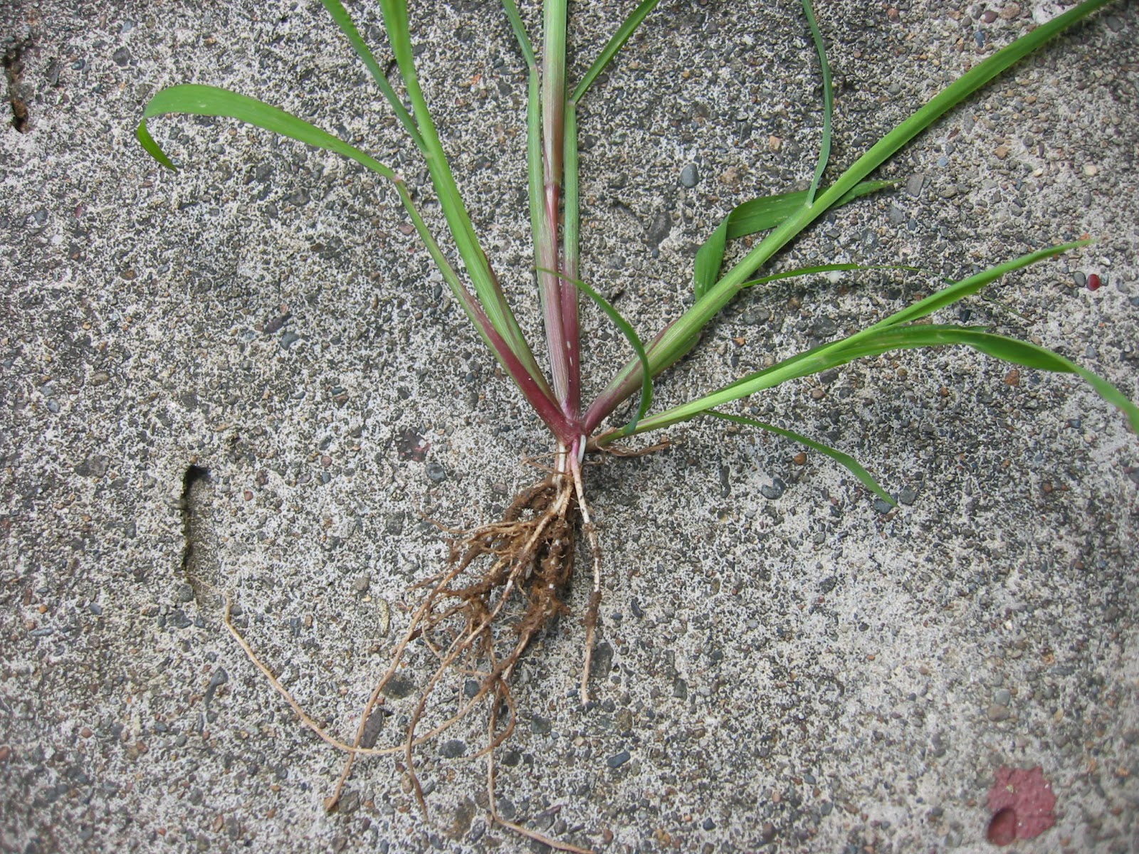 Pembelajaran Sains Tumbuhan Melalui Internet: CIRI 1 : JENIS AKAR TUMBUHAN