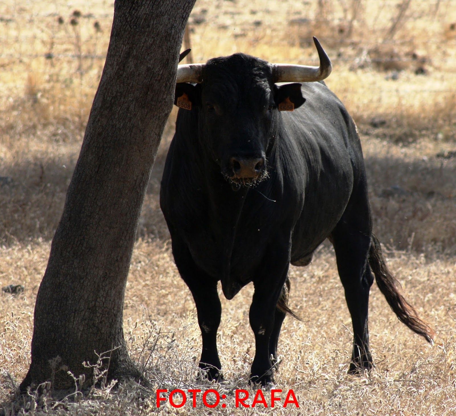 Toreo en Red Hondo: FERIA DE TAFALLA, 2016 (1): LOS TOROS DE AGUADULCE