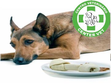 Center Vet: Causas e sintomas da anemia em animais