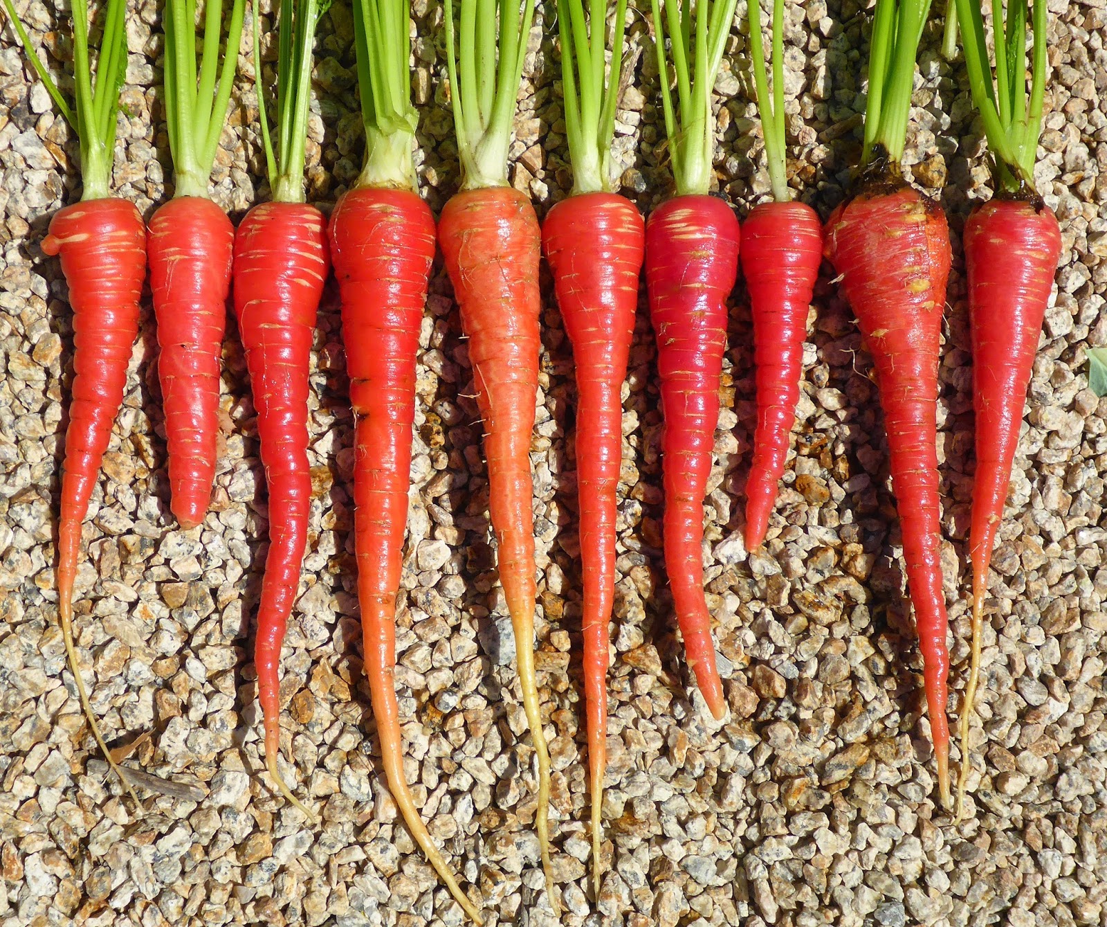 From Seed To Table: Harvest Monday - June 20, 2016