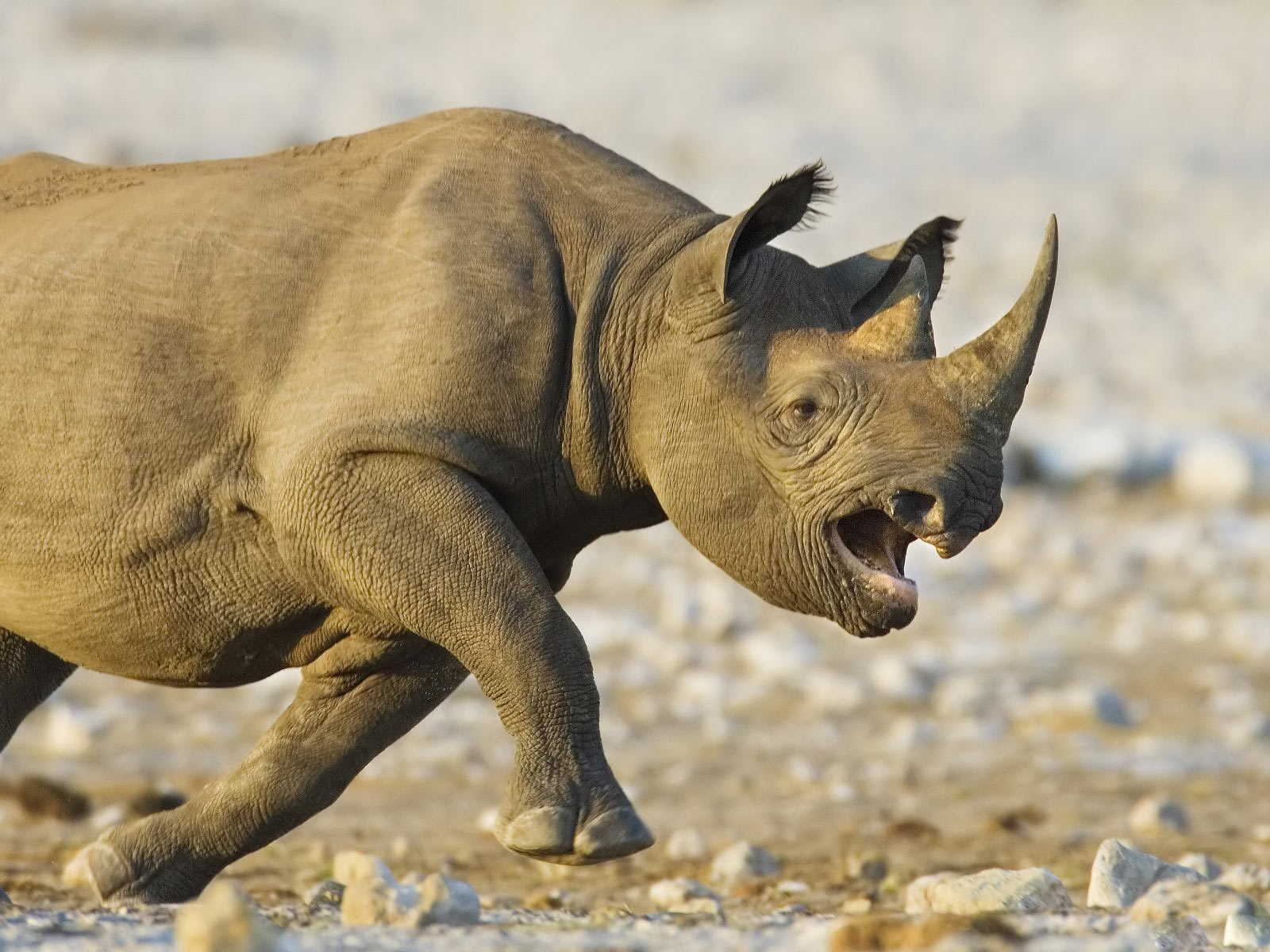 ALL DESKTOP'S WALLPAPERS: Desktop Wallpaper Animals Rhino Attack wallpaper