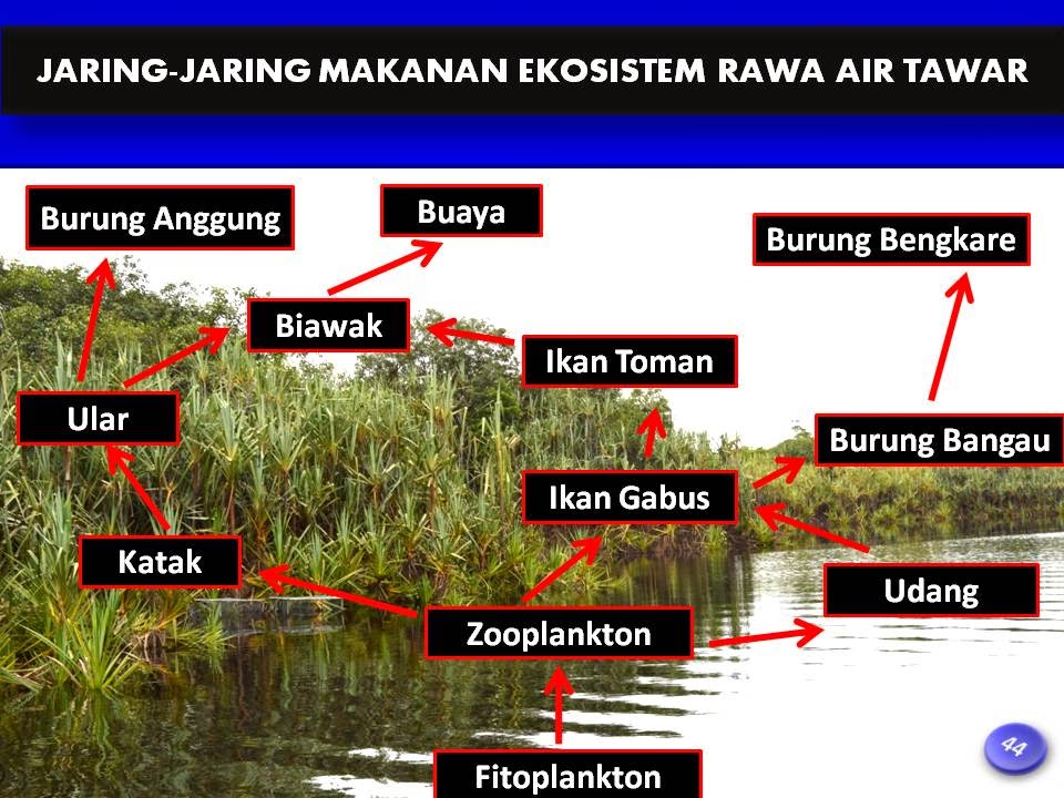 EKOSISTEM RAWA AIR TAWAR: Ekosistem Rawa Air Tawar.ppt