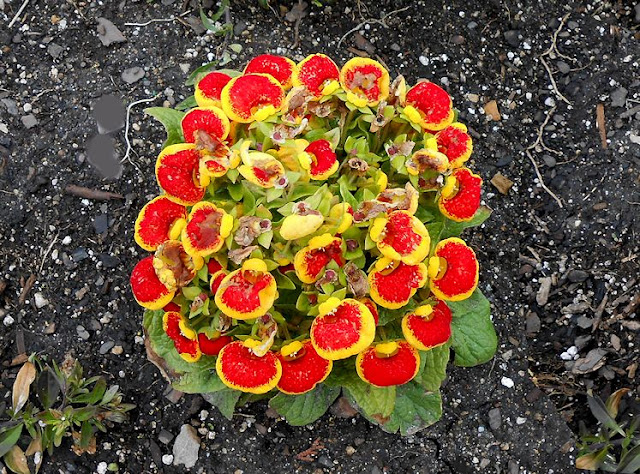 My Virtual Garden: Chicago Botanic Sp