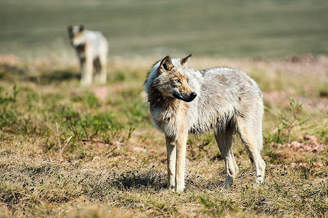 White Wolf : 29 Majestic Photos of Russian Wolves by Ivan Kislov Are ...