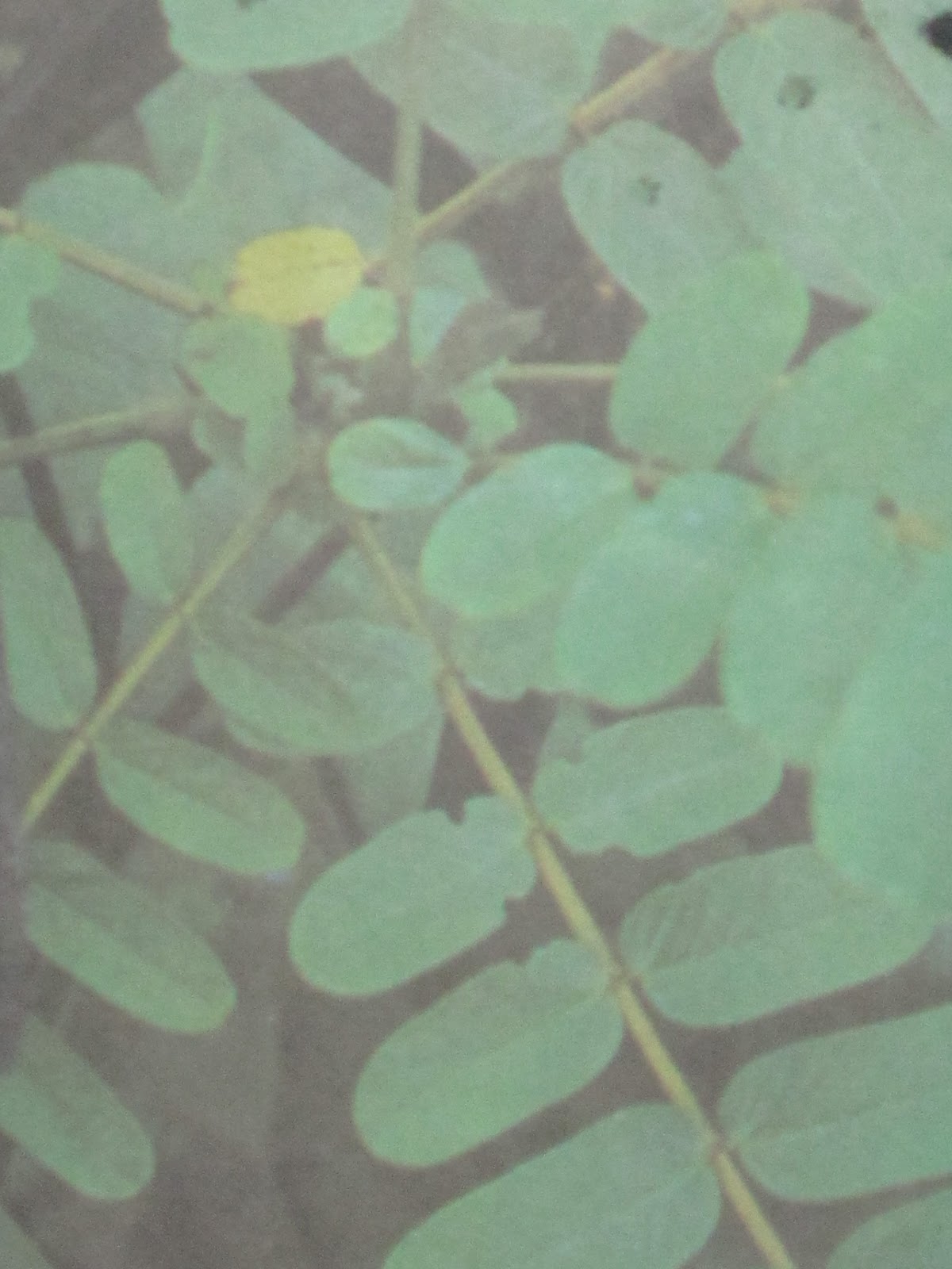 herbal leaves, herbal medicine plants and treatments: January 01, 2012