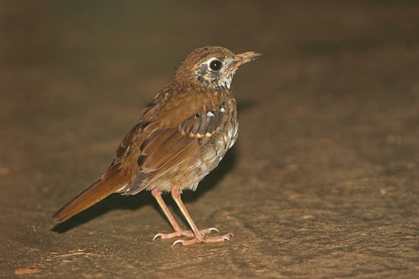 Sri Lankan Endemic Birds: Pulli Wal Awichchiya - The Spotted-Winged ...