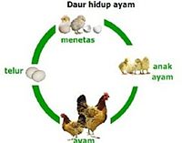 BLOG SUTARNO: PERKEMBANGBIAKAN AYAM