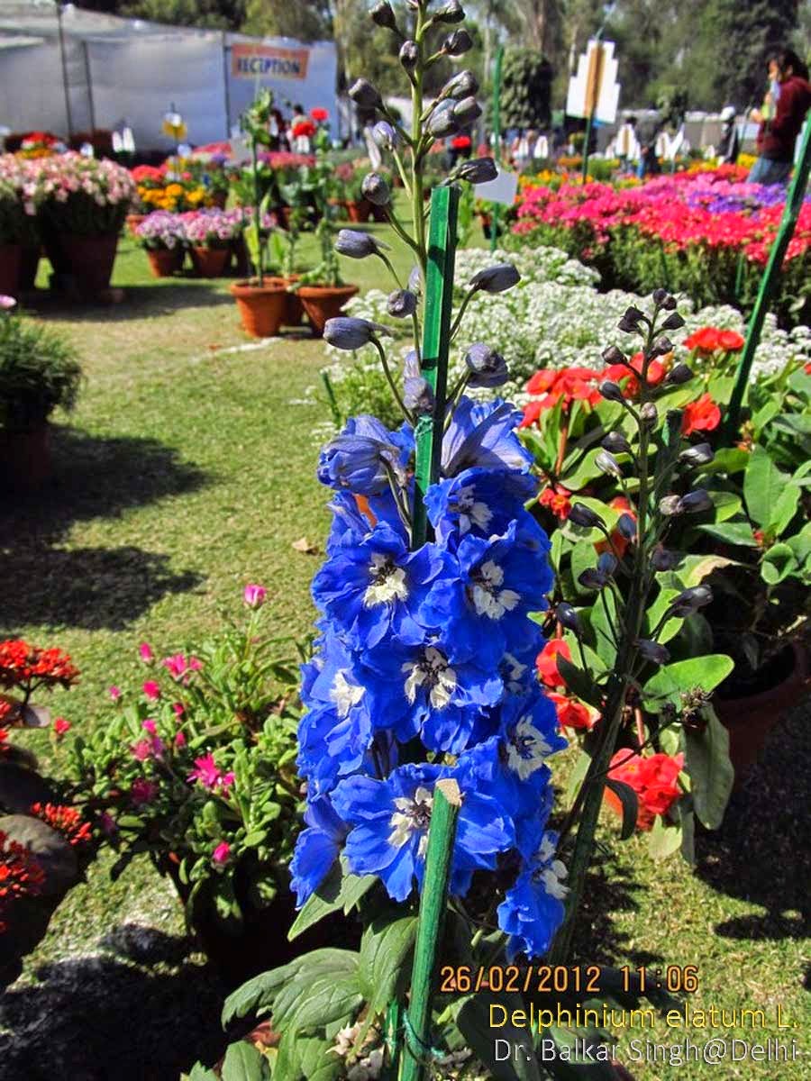 Medicinal Plants: Delphinium elatum, Nirvisha