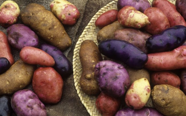 Argonauta: A história da Batata na América Latina - Vídeo