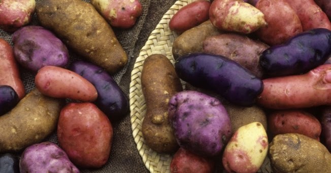 Argonauta: A história da Batata na América Latina - Vídeo