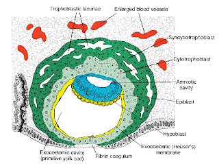 Embriología: Desarrollo Embrionario