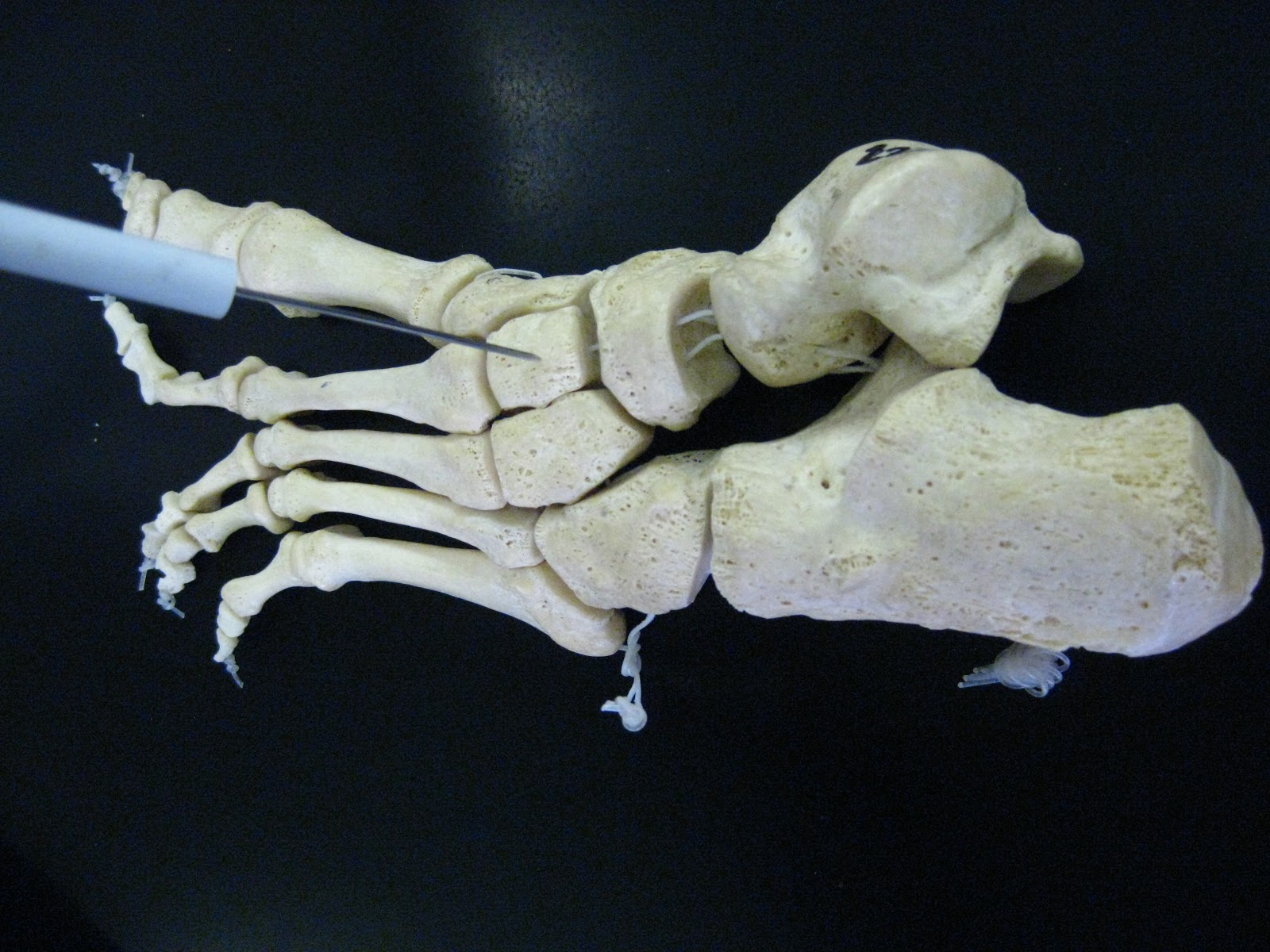 Boned: Human Skeleton - foot