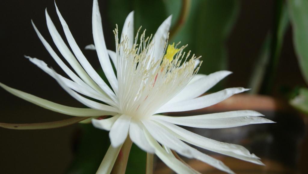 My little vegetable garden: another bunga bakawali