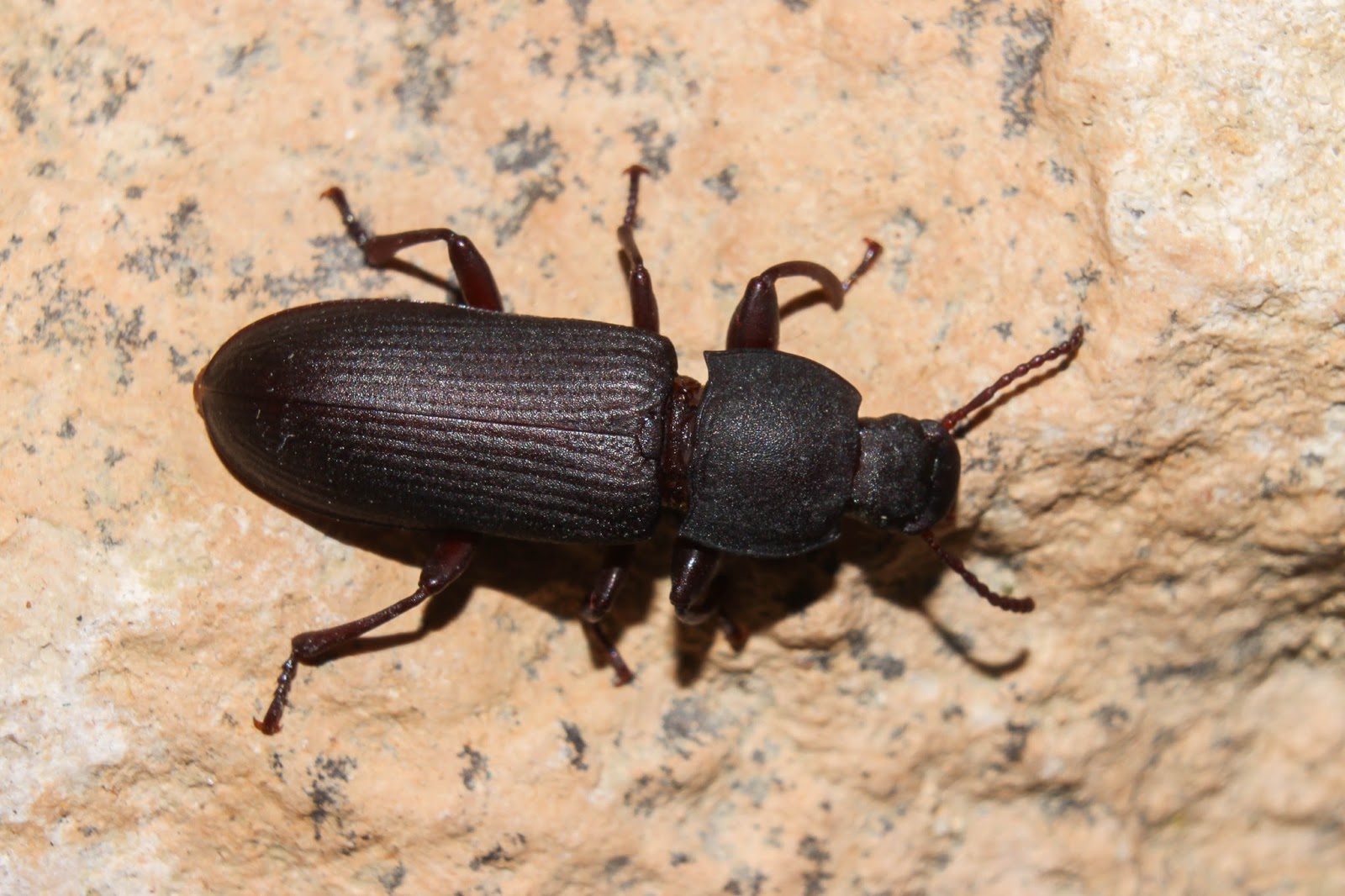 Biodiversity of Cyprus by NGO Protection of the Natural Heritage and ...