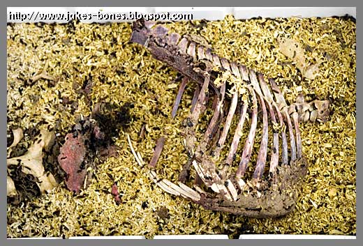 How dermestid beetles help rot down bodies : Jake's Bones