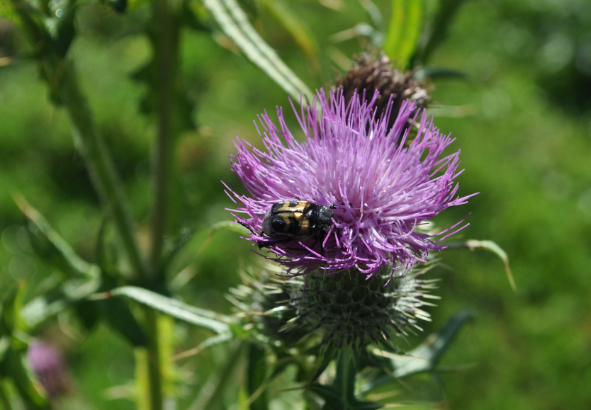 Ingas tankställe: augusti 2012