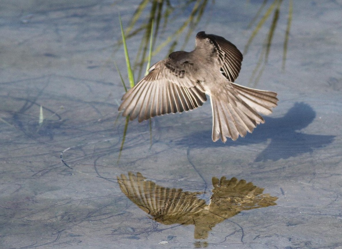 Jo's Morning Walk: Loggerhead Shrike Hunting, Osprey Fishing