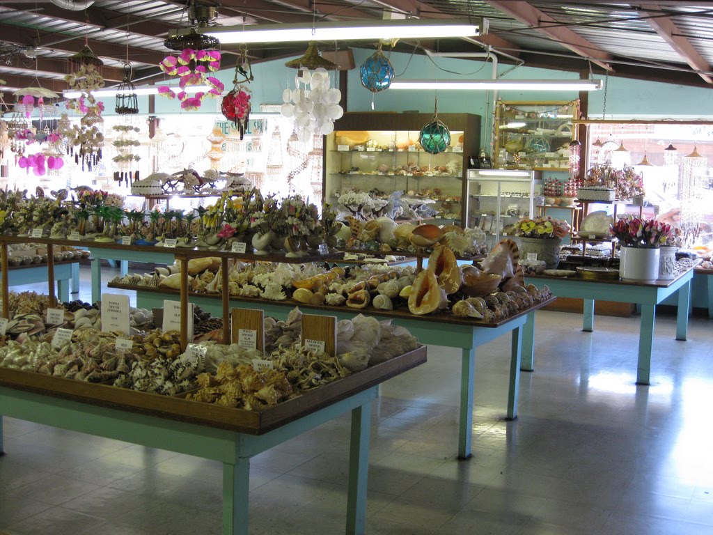 jessica pezalla: the shell shop