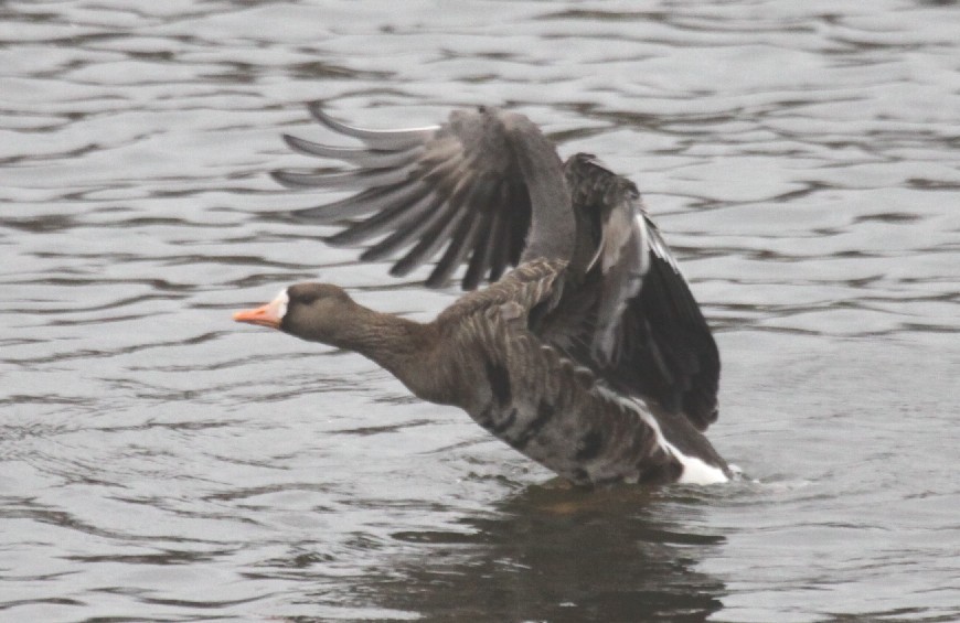 New England Coastal Birds: Part 4-Saturday Feb 25- “Pink-footed Goose”