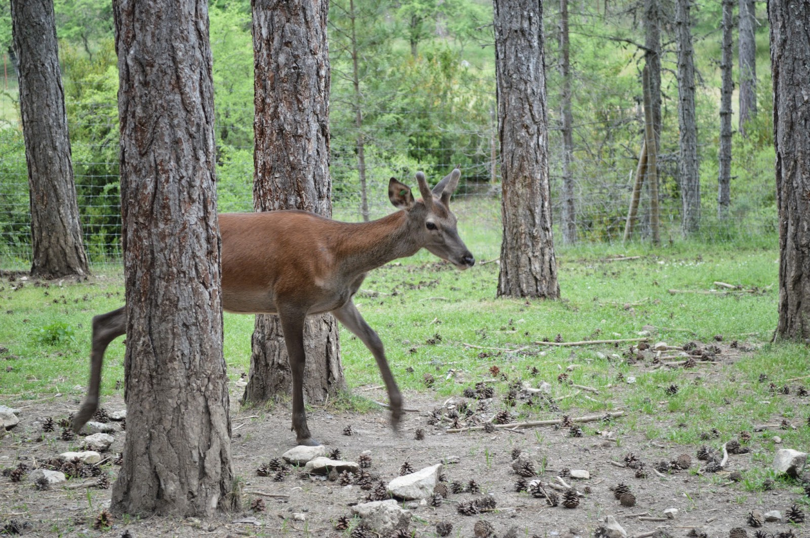 BLOG DE LA CIERVA ANTONIA: Las primeras cuernas de Pakito