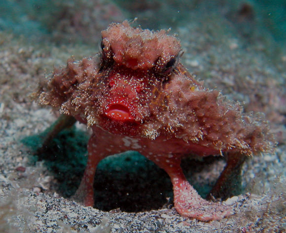 arts: Bat fish with red lips