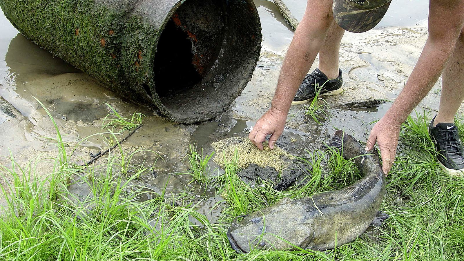Noodling - Hand Fishing Catfish - Fish Choices