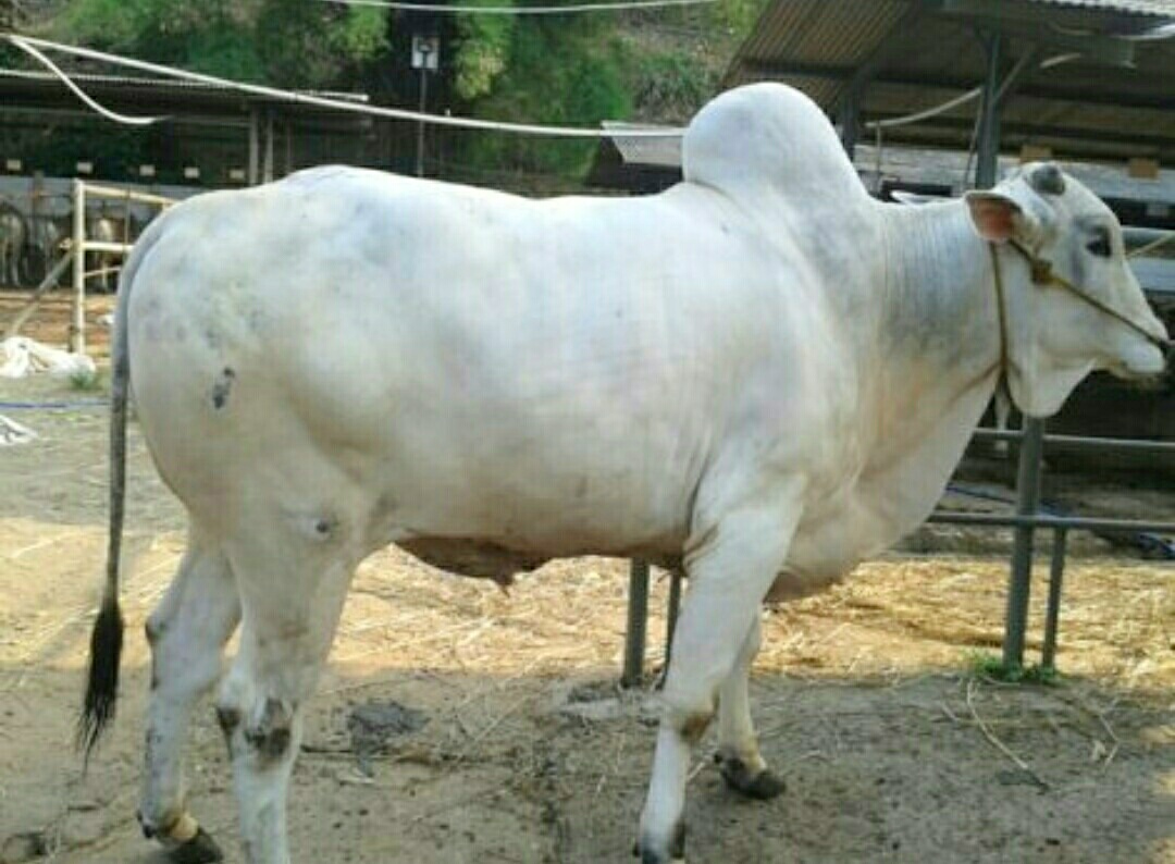 Punya Lahan Kosong? Ternak Sapi Aja, Berikut 7 Jenis Sapi Pedaging ...