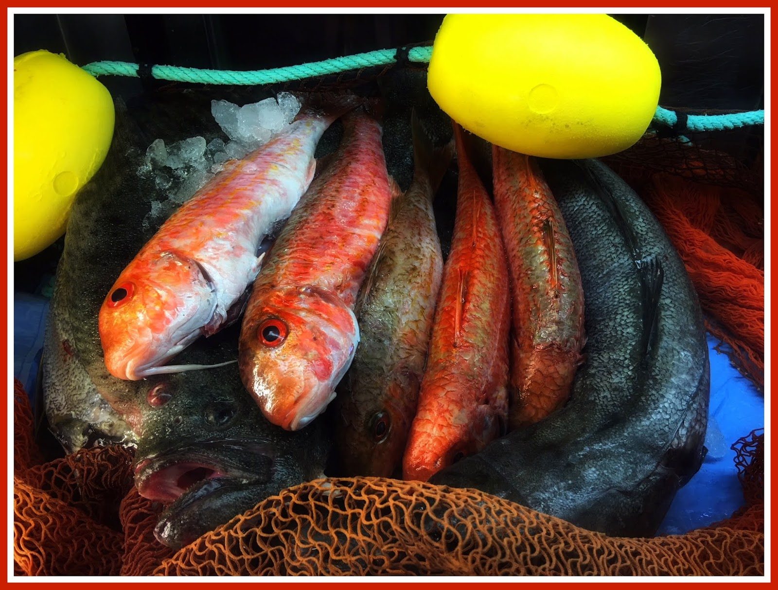 LA MUY DIGNA: EL BOGA-BOGA, TRADICIÓN BARQUEREÑA