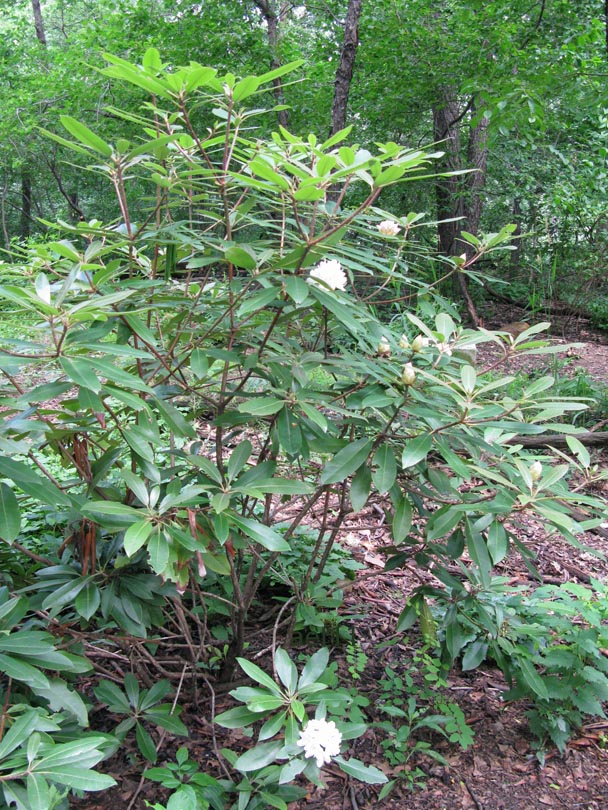 arborboy: Shrub ID: Rhododendron maximum (rosebay rhododendron)
