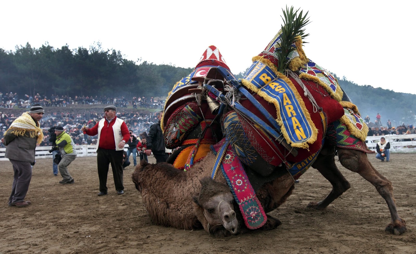 The Camel Wrestling Festival in Selcuk | Turkey Culture - Culture Festivals
