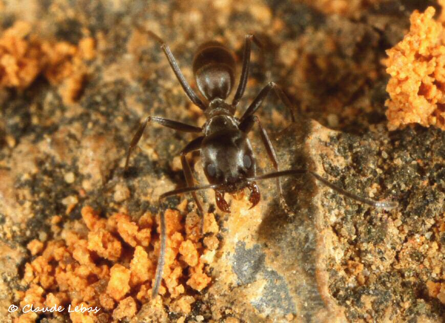 fourmis de Cuba- Hormigas de Cuba- Ants of Cuba: Dorymyrmex insanus