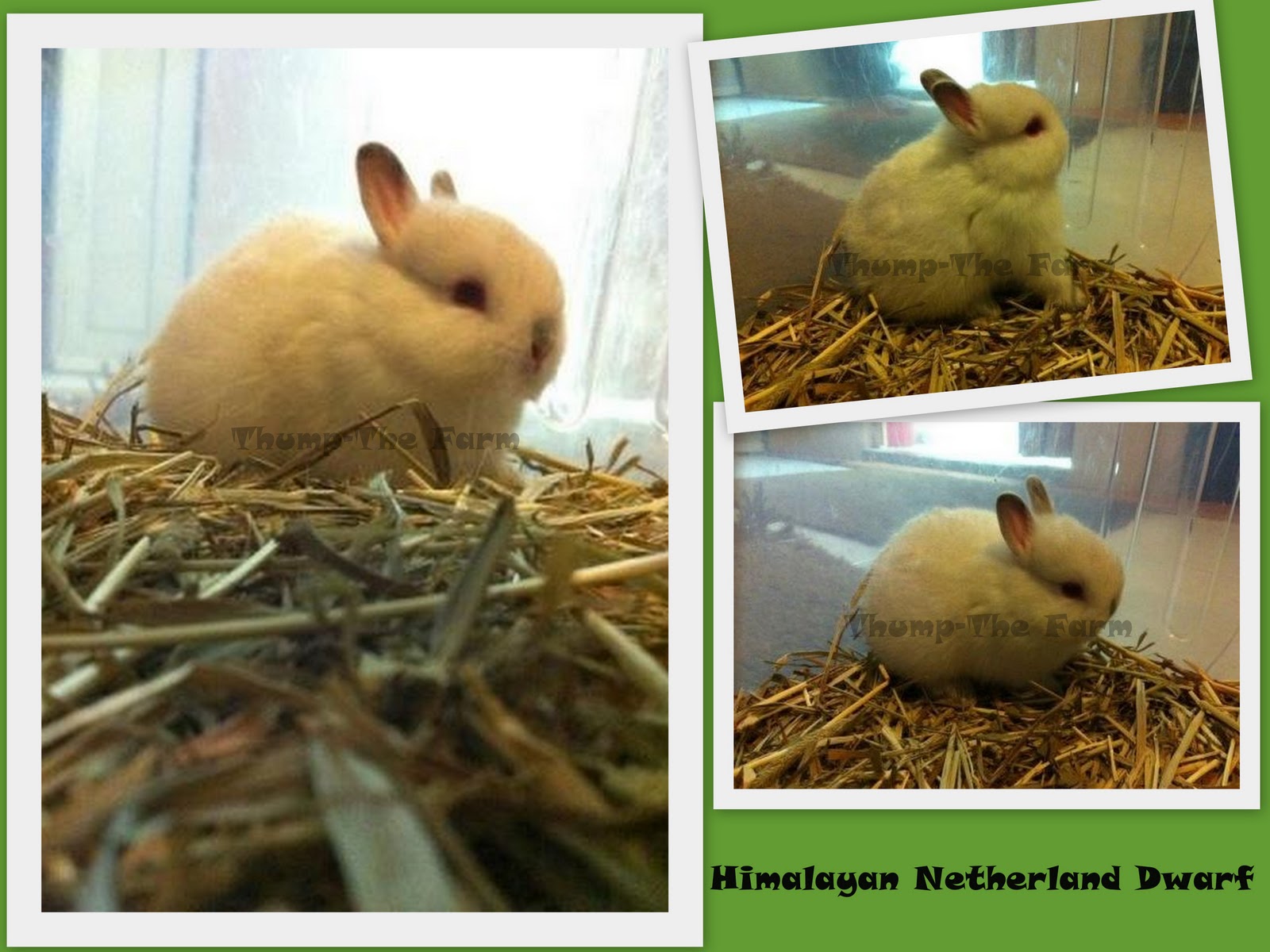 THUMP - The Farm: Netherland Dwarfs available