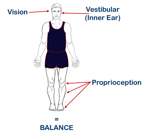 The Dragon's Orb: Nervous System and Balance