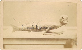 Freak Museum A Private Collection: Needful Things