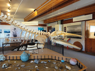 The Coastal Paleontologist, atlantic edition: October pinniped excavations