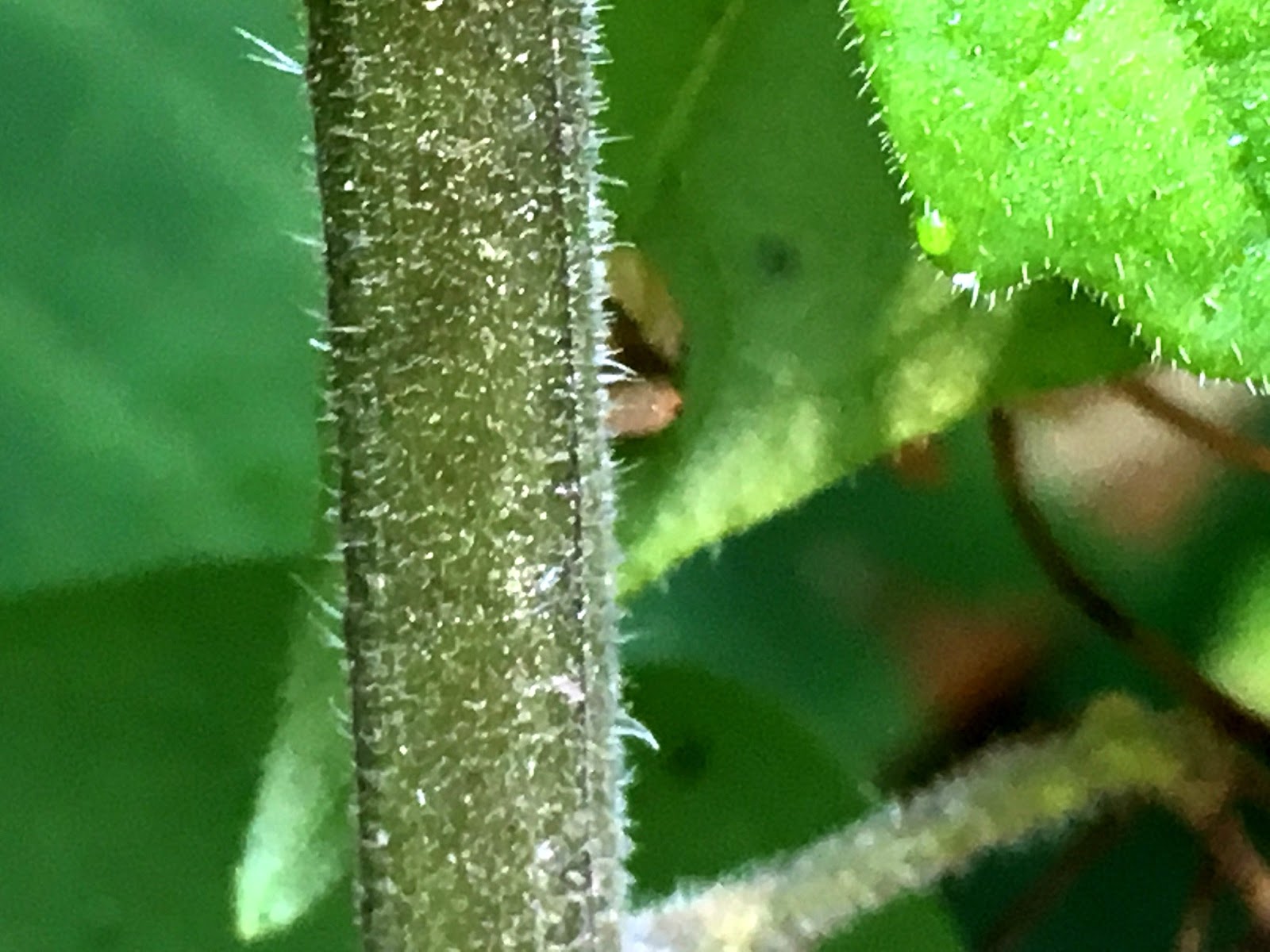 Scirpidiella's Plants: Rare “Black Nightshades” (Solanum sect. Solanum)