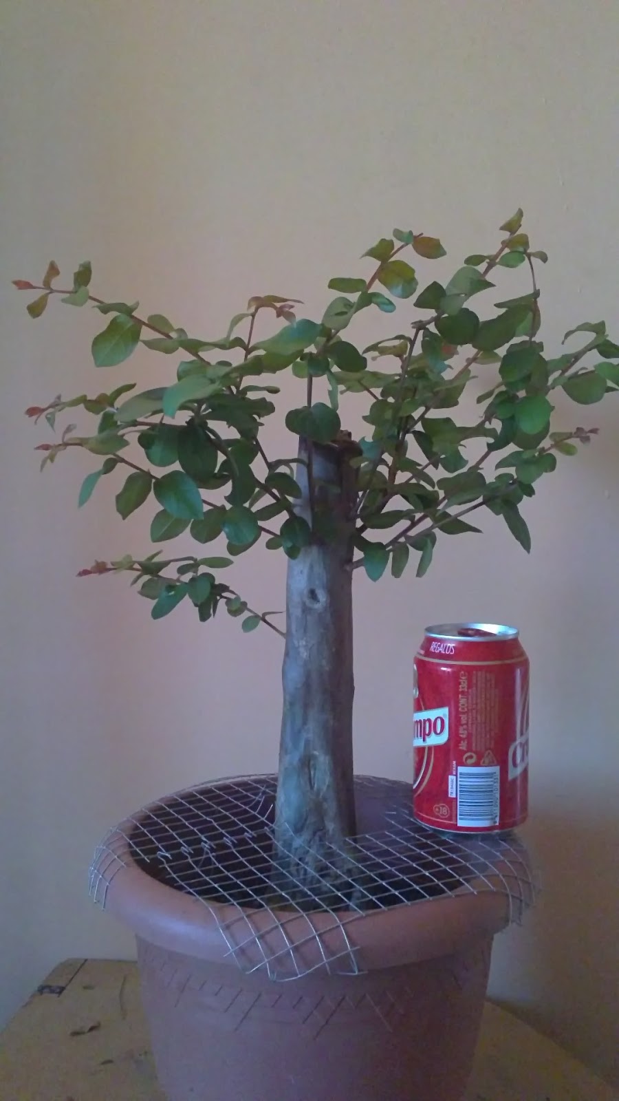 Bonsai de andar por casa...: Árbol de Júpiter - Lagerstroemia indica