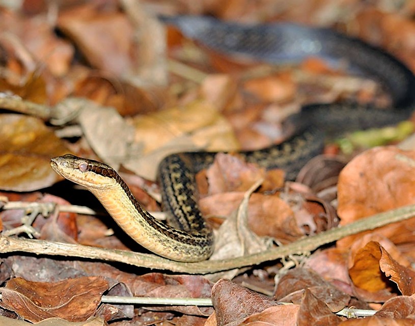 Fieggentrio: Welke dieren komen alleen in Nederland voor?
