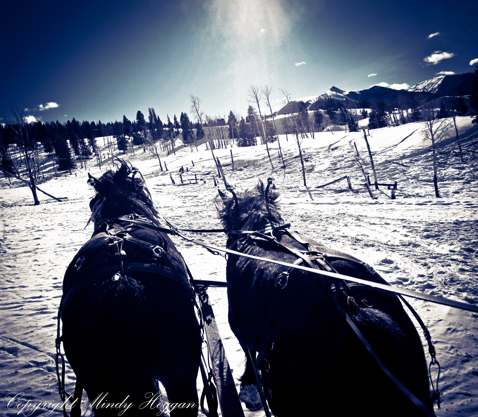 Rodeo Tales & Gypsy Trails: February 2013