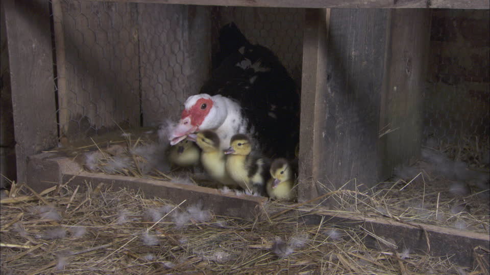 Raup Untung Besar Bisnis Penetasan Telur Entog ~ Hei Kamu