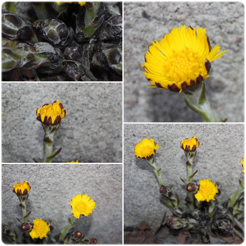 Heléns Trädgårdsplätt: Lilla Tussilago, lilla Tussilull