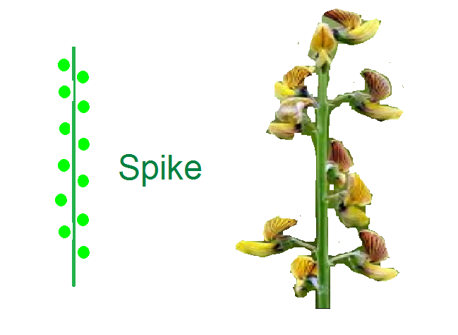 Beauty Of Plants: Inflorescence