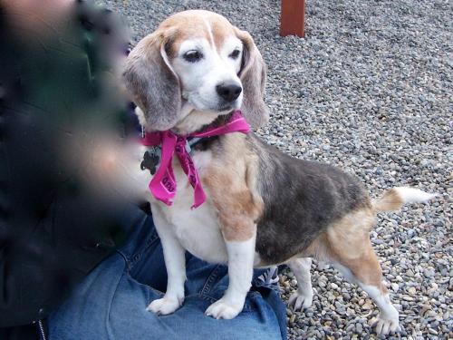 Bodie's Beagles Blog: Adopt Mable, adorable little female beagle age 7 ...
