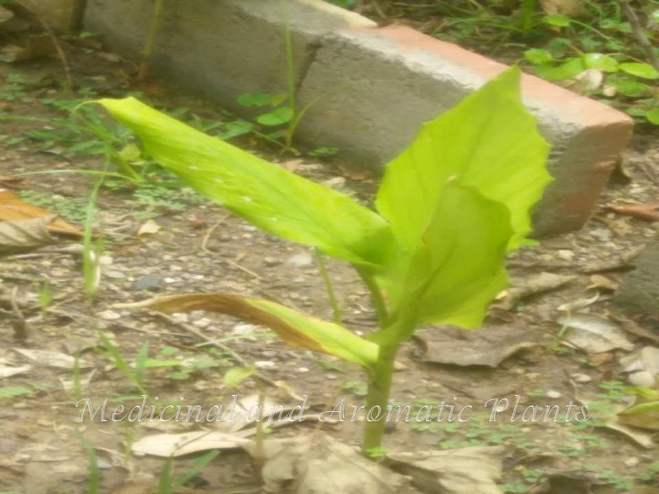 Medicinal and Aromatic Plants: CURCUMA LONGA
