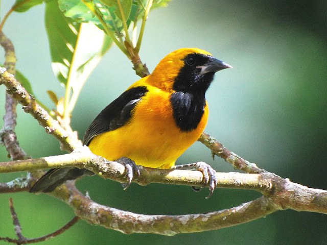 AVES DE VENEZUELA Y EL MUNDO pedro romero ramos: Toche (Icterus crysater).