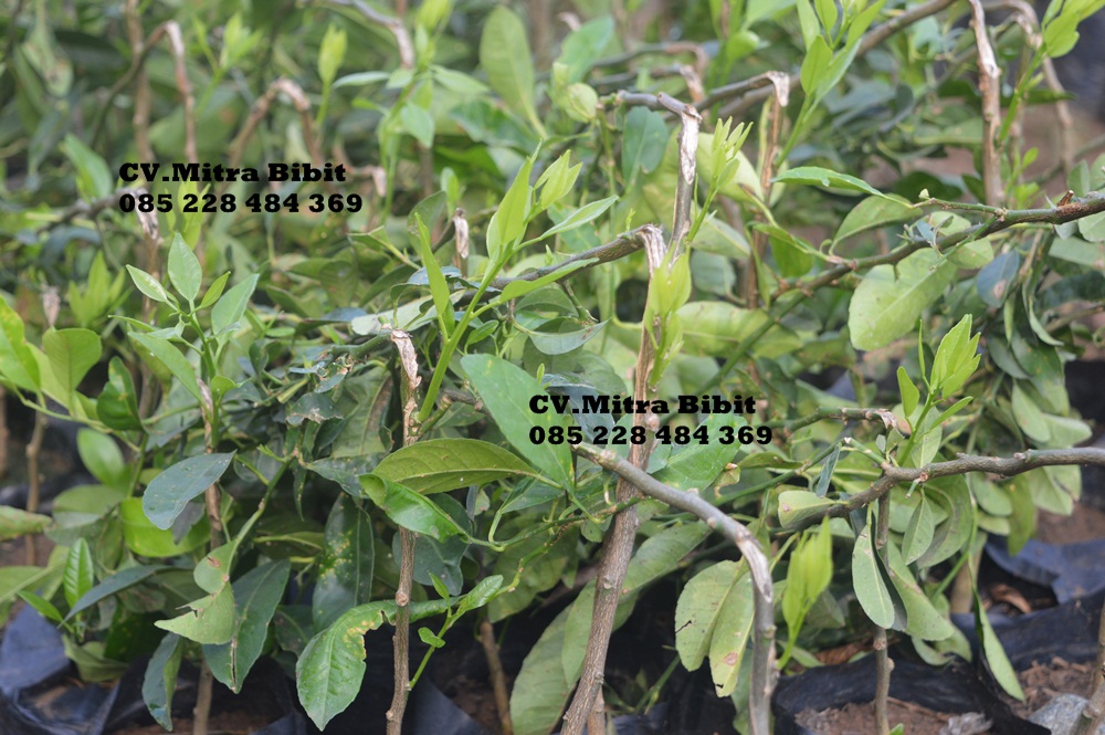 Bibit Jeruk Keprok: Pemeliharaan tanaman jeruk setelah tempel mata tunas